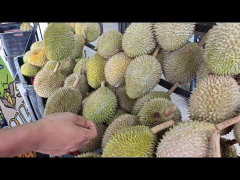 [ Durian ] HARGA Durian UDANG MERAH, IOI, Musang KING, Kampung & Durian D24 Di Terengganu - YouTube
