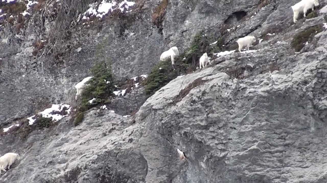 Amazing video of mountain goats in action - YouTube