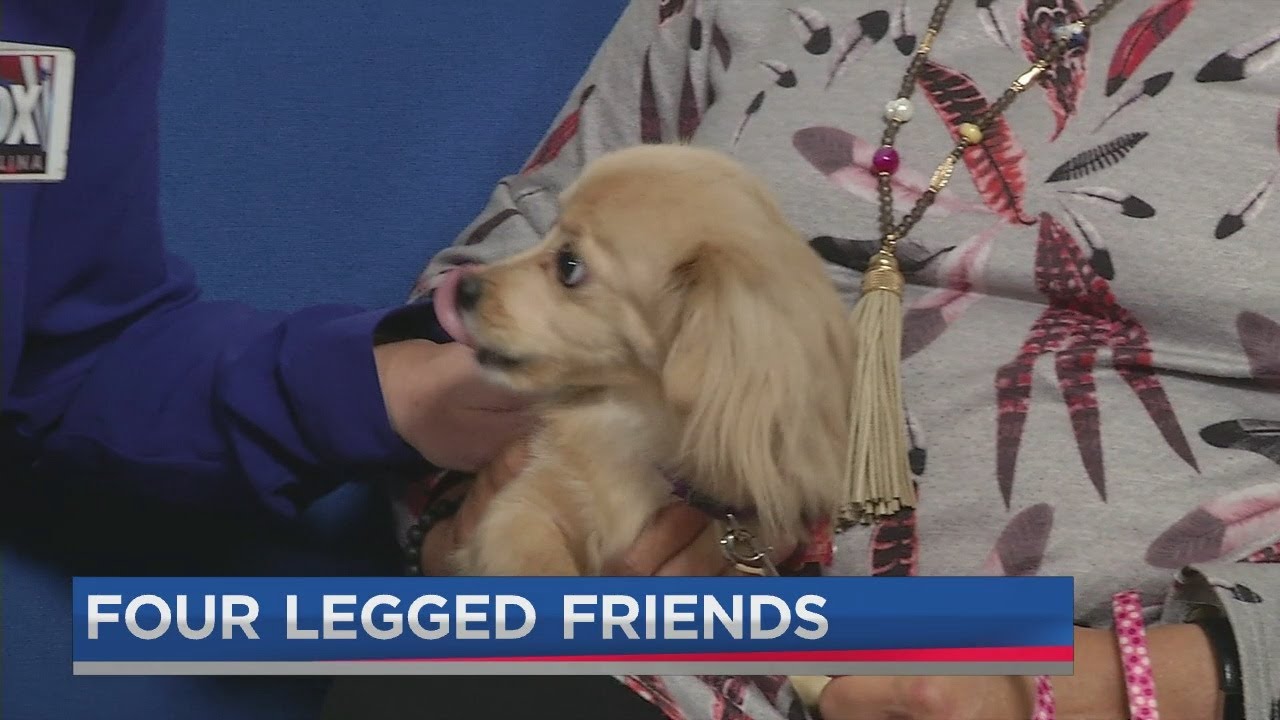 Four-Legged Friends - Piper - YouTube