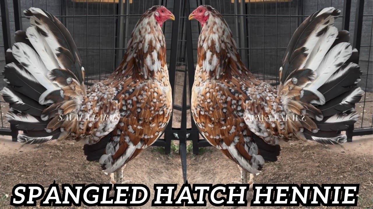 Spangled Hatch Hennie - Beautiful Birds Savala Farms California - YouTube