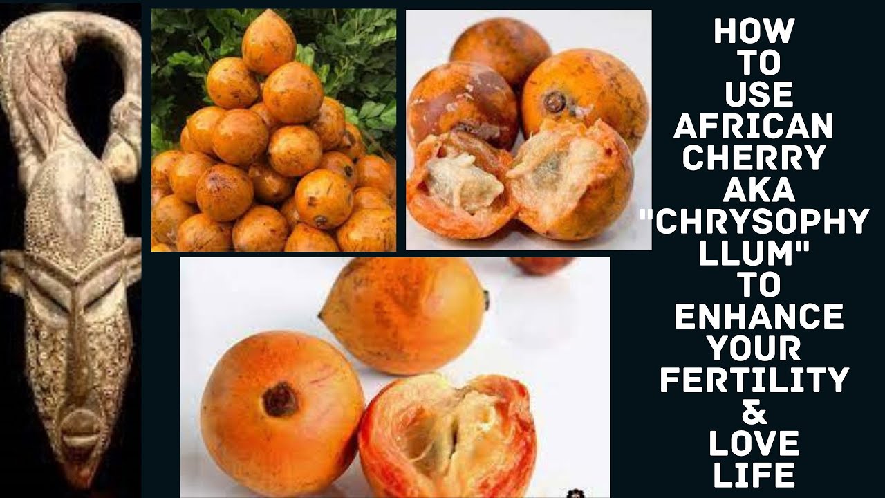 How to Use African Cherry aka "Chrysophyllum" to Enhance Fertility and ...