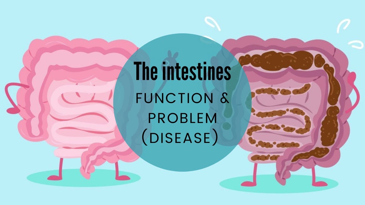 Intestines : The function and the problems(Disease) - YouTube