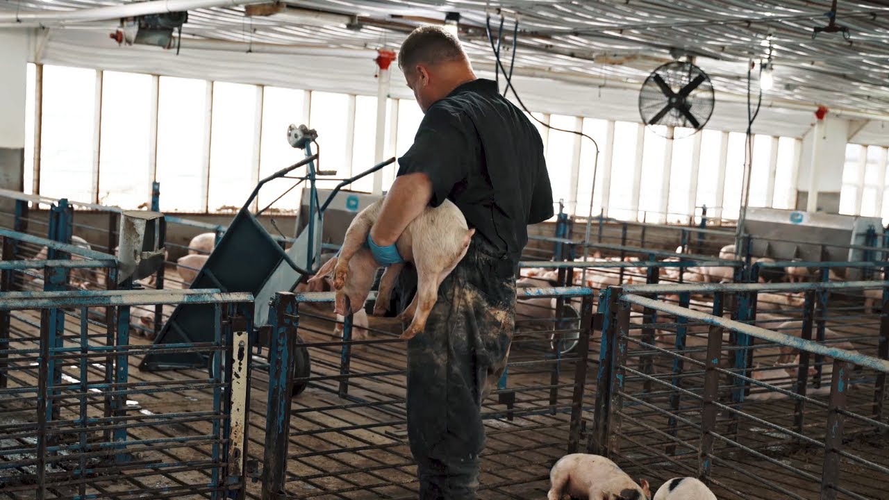 Sorting The Piglets - YouTube