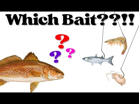 Which Bait Should I Use? - YouTube
