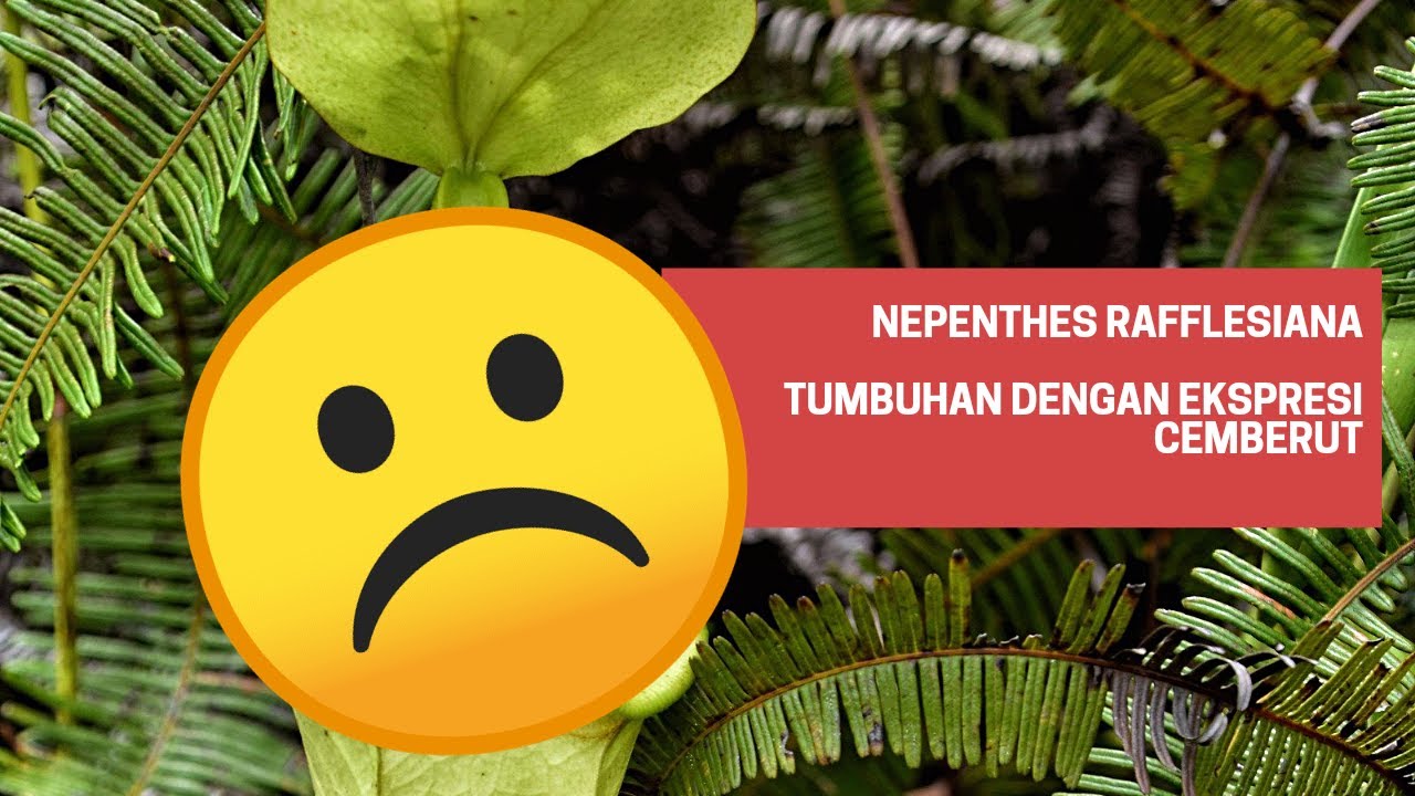 Sungai Merah Kalimantan dan Tumbuhan Ekpresi Cemberut - Kantong Semar ...