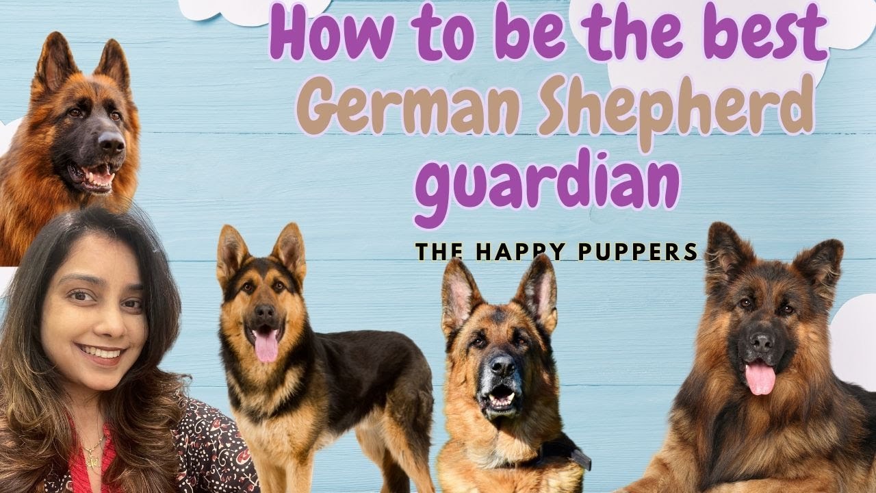 10 Tips for Being an Amazing German Shepherd Guardian | # ...
