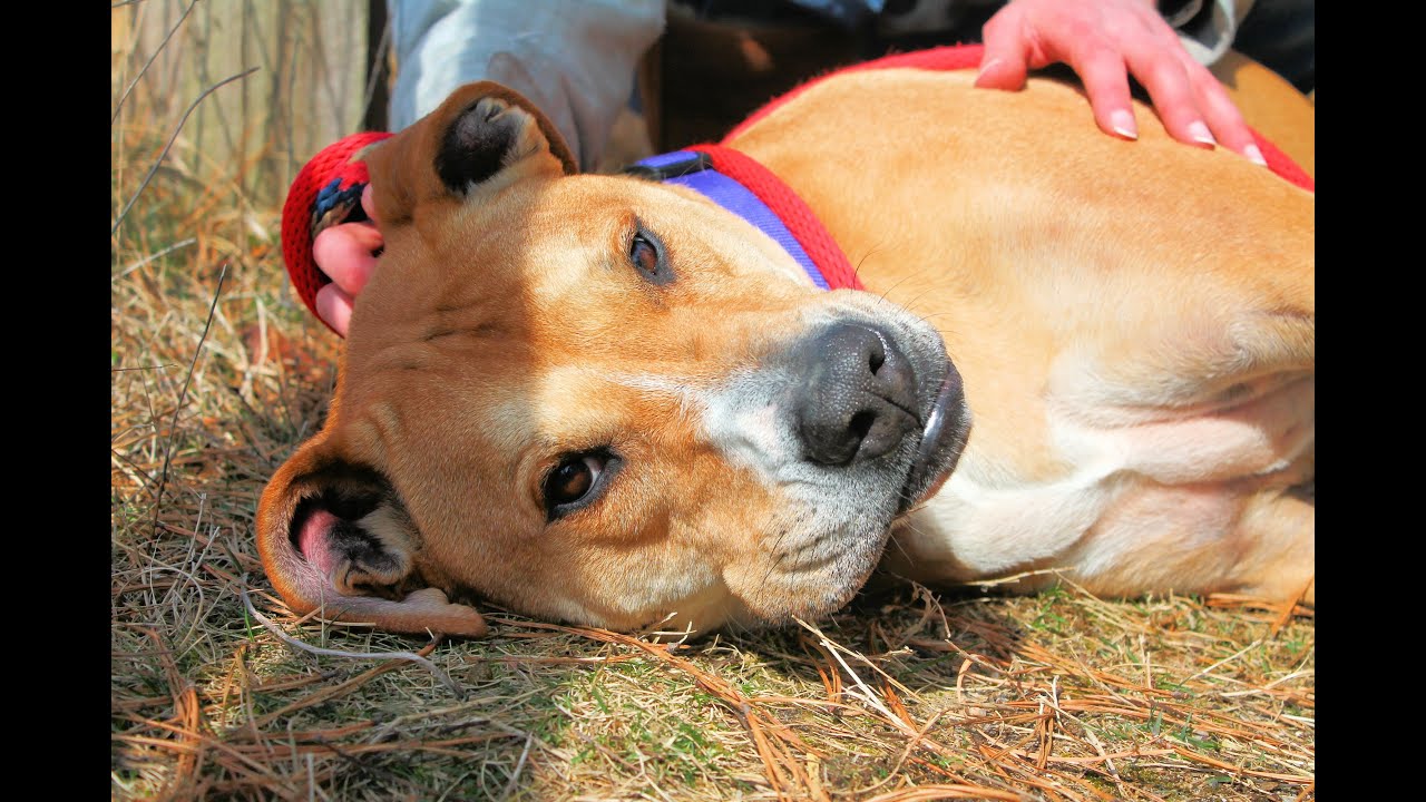Amber, 5-year-old Rhodesian Ridgeback/Am. Staffordshire/Boxer mix ...