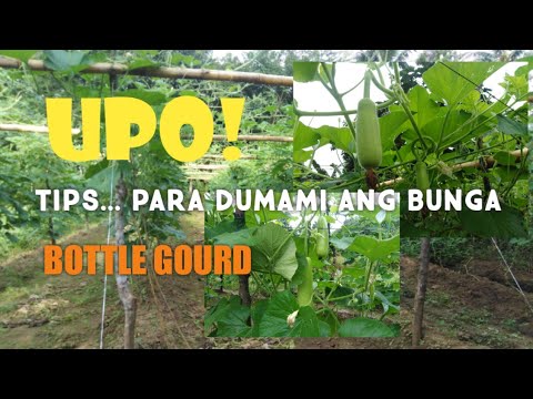 Tips How to Grow Bottle Gourd | PAANO Magtanim ng UPO-(Pruning Stage ...