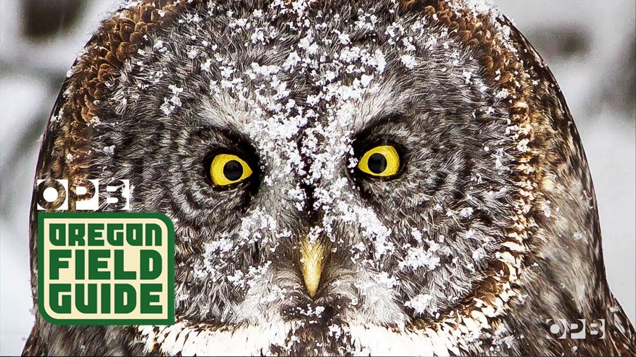 "Ghosts Of The Forest": The Elusive Great Grey Owl - YouTube