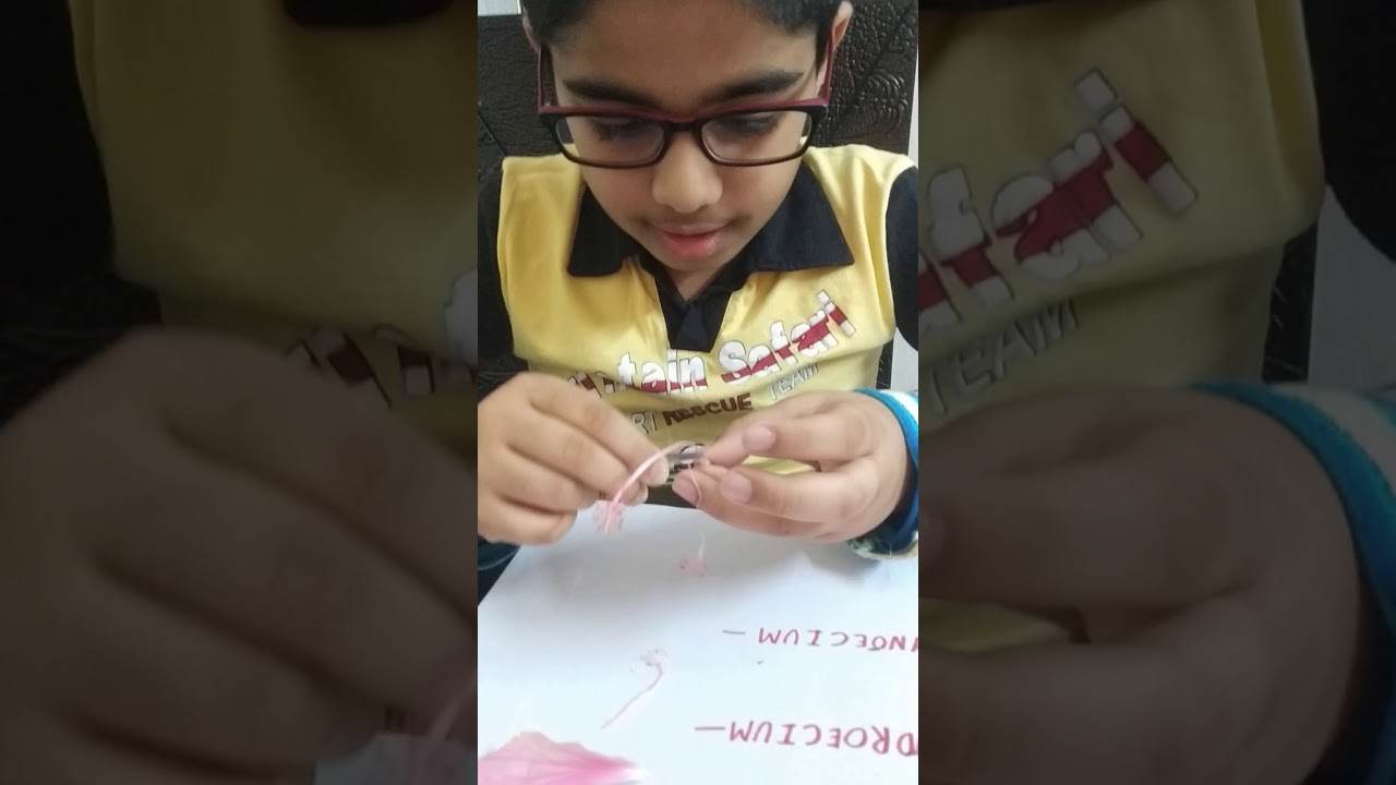 How To Dissect A Hibiscus Flower YouTube How To Dissect A Hibiscus Flower YouTube