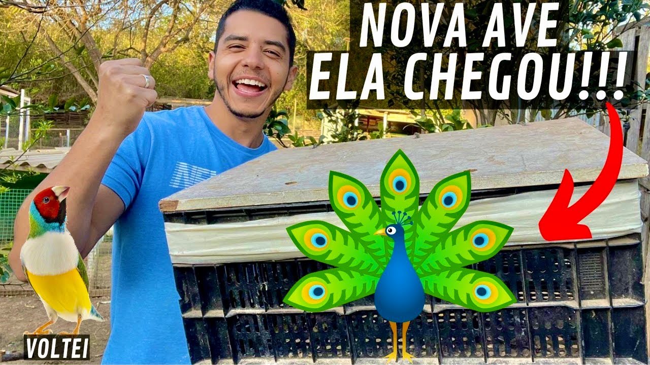 Chegou uma fêmea de Pavão | Diamante Gold Voltou | Aves Recriar - YouTube
