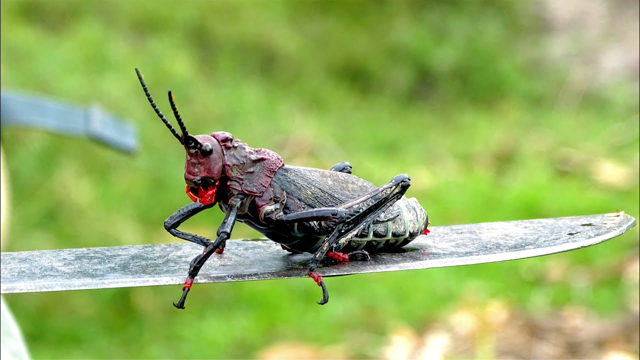 Congo -- Insects - YouTube