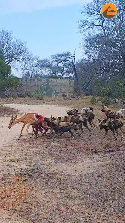 Recently, there was this difficult sighting ⚠️ , I don’t own any copyright of this video - YouTube