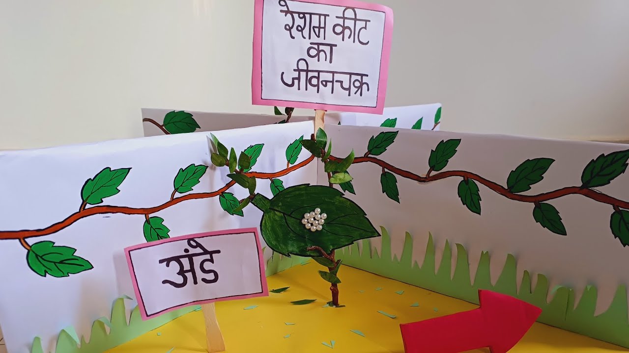 b.ed model (life science) Silkworm Life Cycle || रेशमकीट का जीवन चक्र 🐛 ...