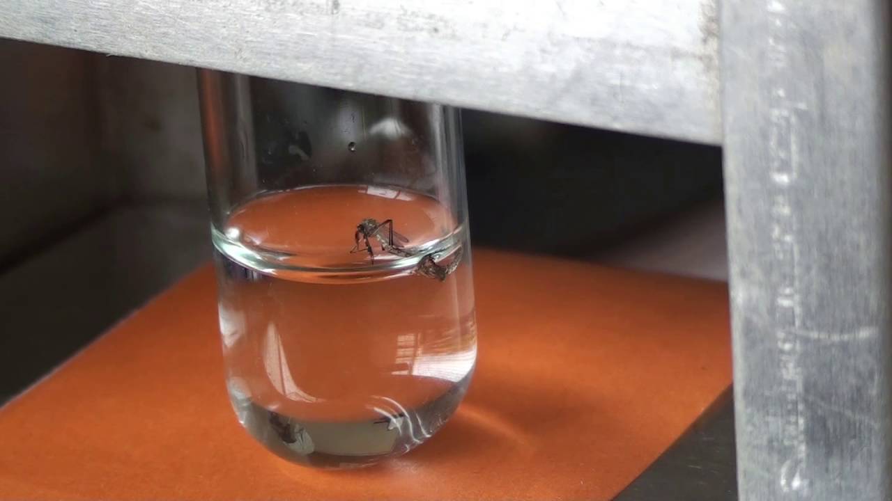 Dengue mosquito emerging from Larva - YouTube