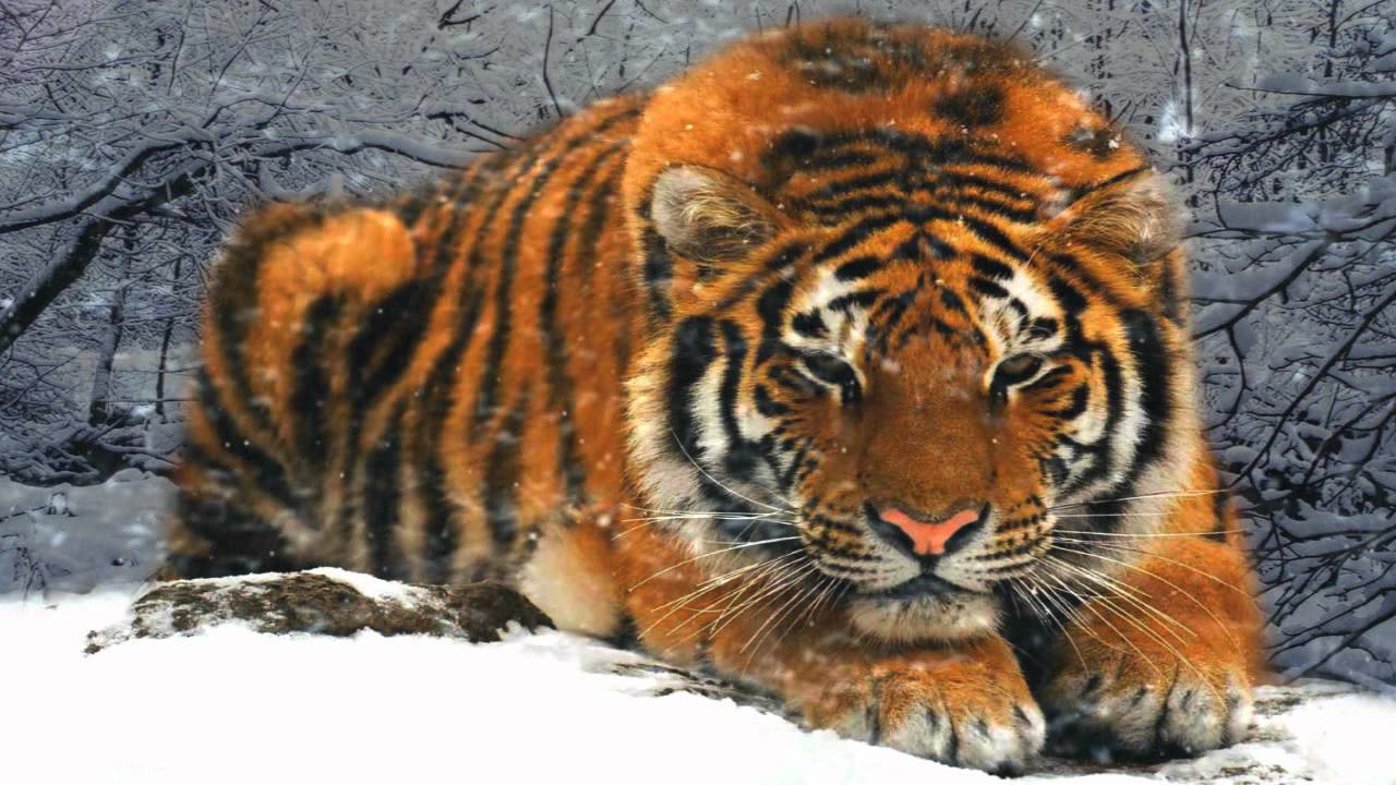 Snowtiger - YouTube