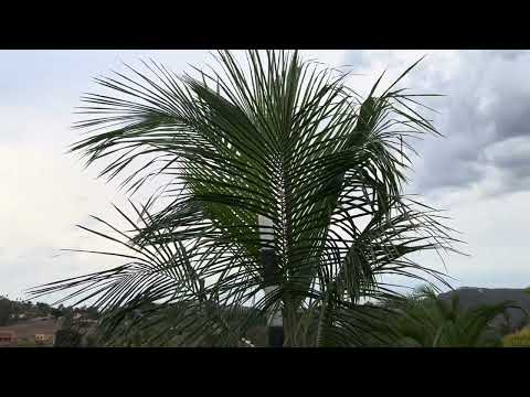 Cold Hardy Madagascar Coconut Palms for Sale, Beccariophoenix alfredii