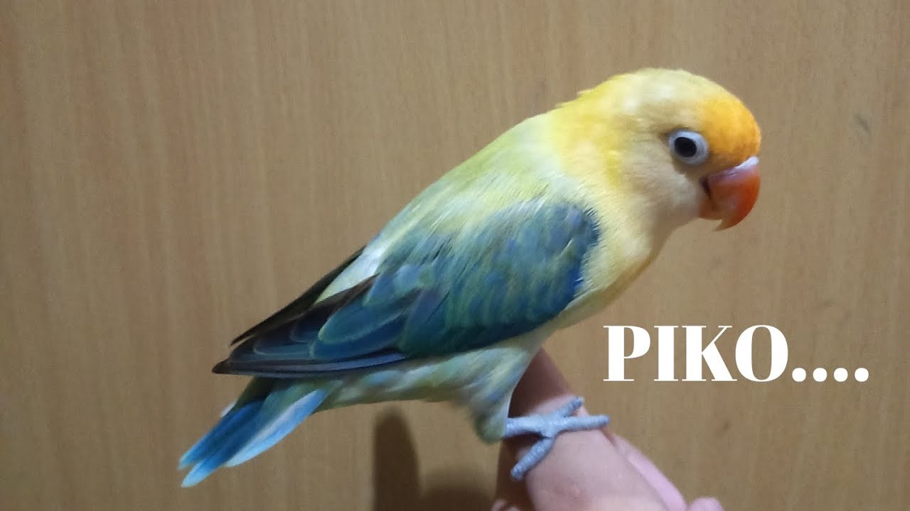 PIKO... - YouTube