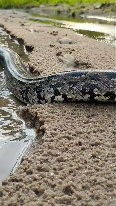 #shorts #trending #shortvideo #song #marmeetenge#aanahipadasajna#viral# ...