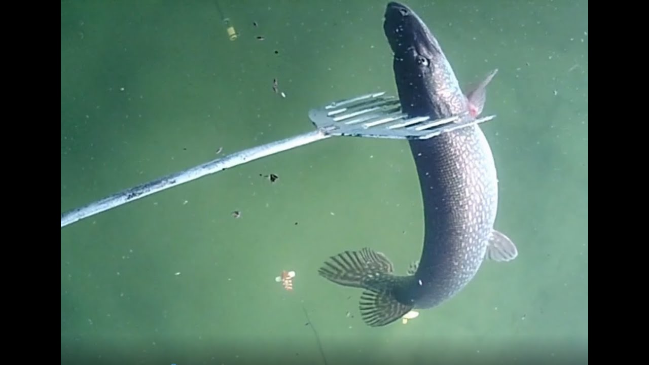 Pike Spearing 2 1 2021 Shaky Shaft Addicts - YouTube