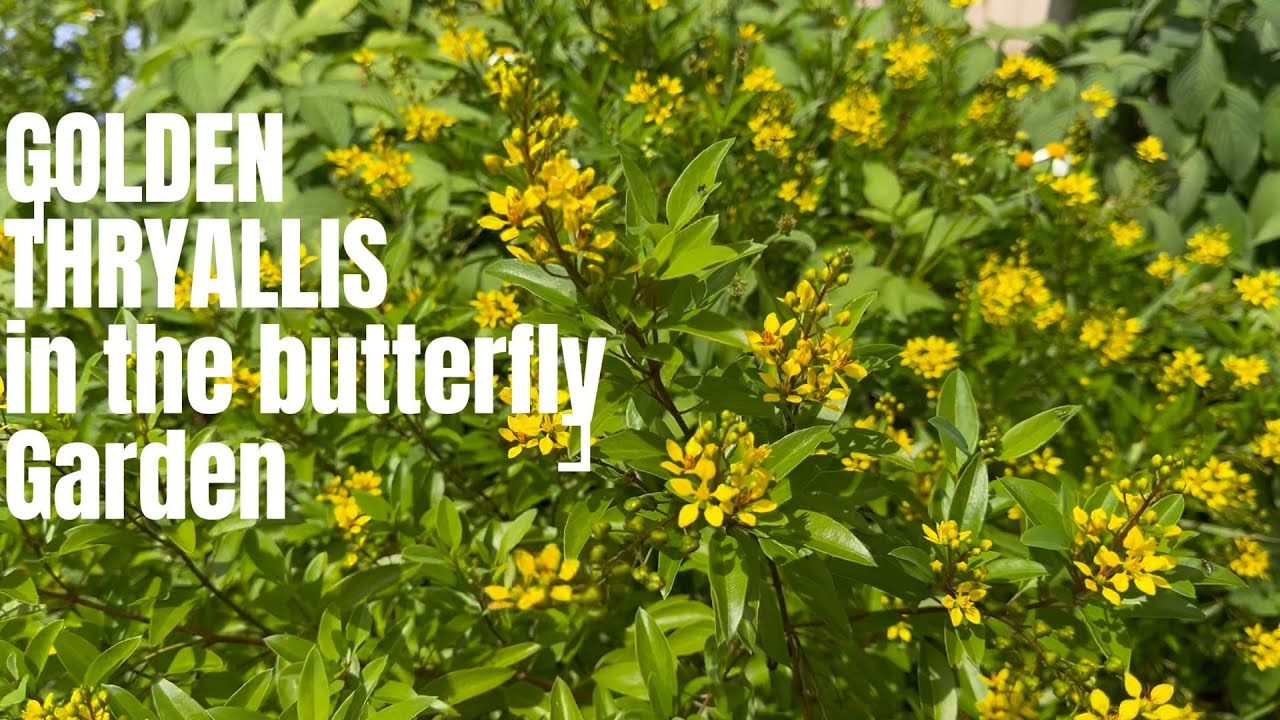 Golden Thryallis In the Butterfly Garden - YouTube
