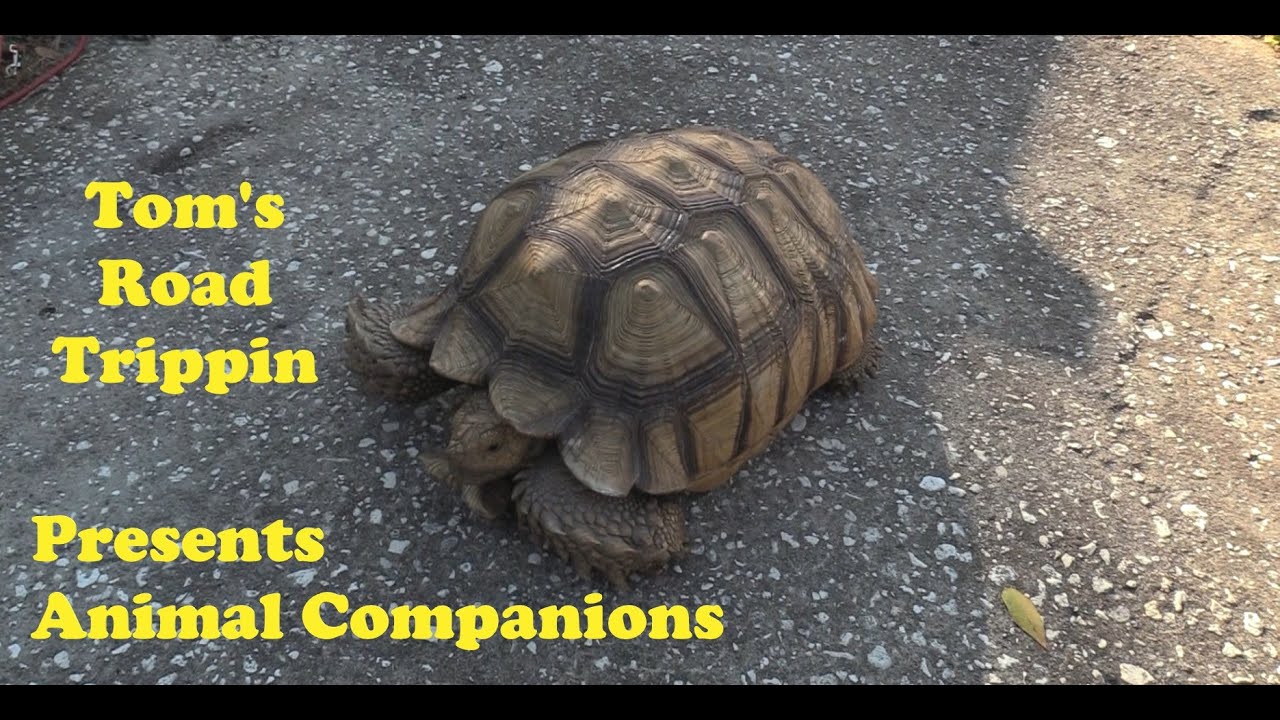 Tom's Road Trippin Animal Companions - YouTube