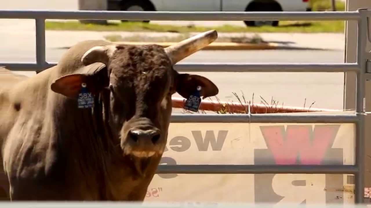 AGRI BEST FEEDS SWEETPRO'S LONG JOHN HD - YouTube