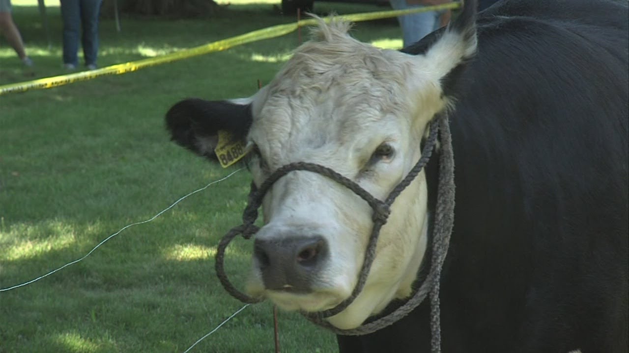 Holy Cow Drop - YouTube