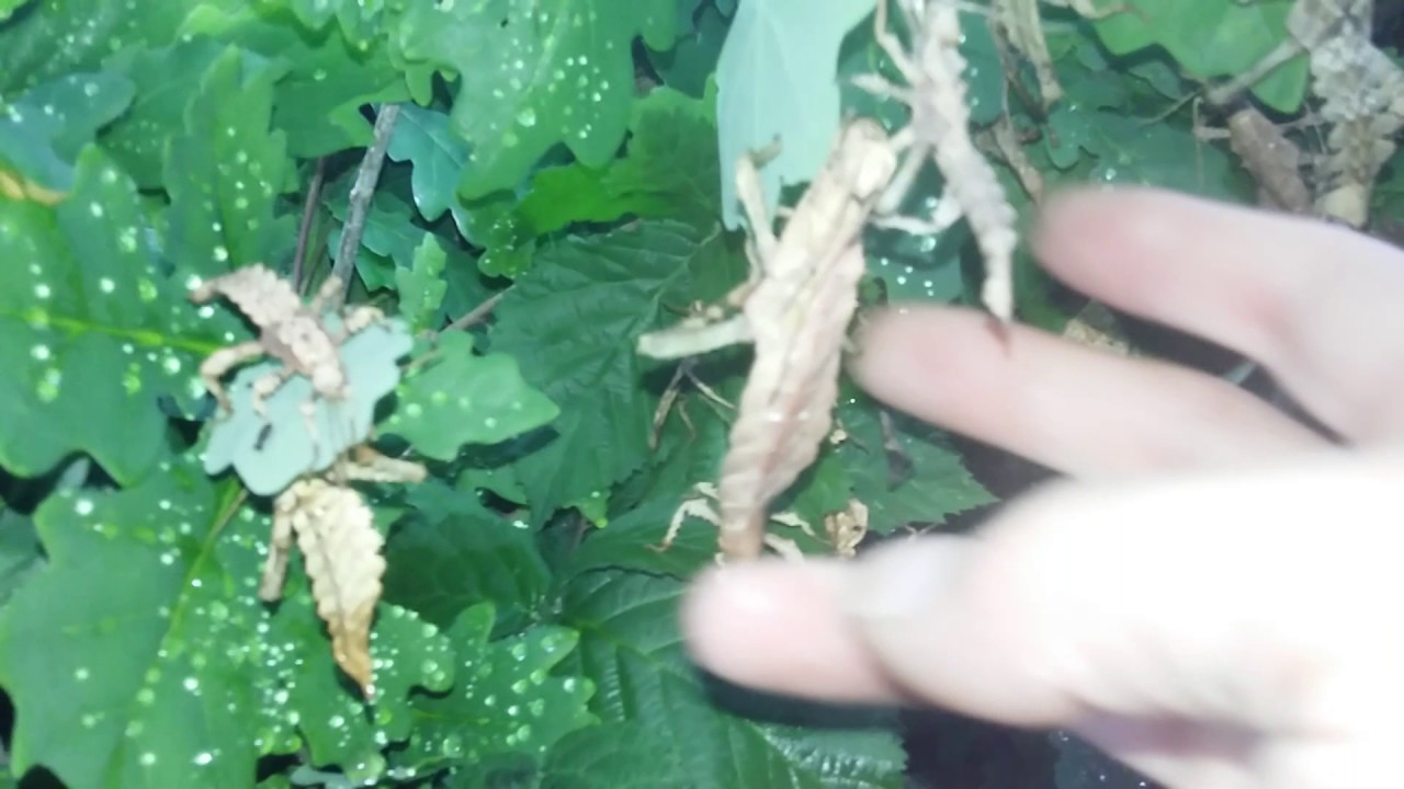 Suivi d'élevage phasmes - YouTube