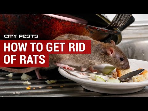 How To Get Rid Of Mice, Rats And Other Rodents - YouTube