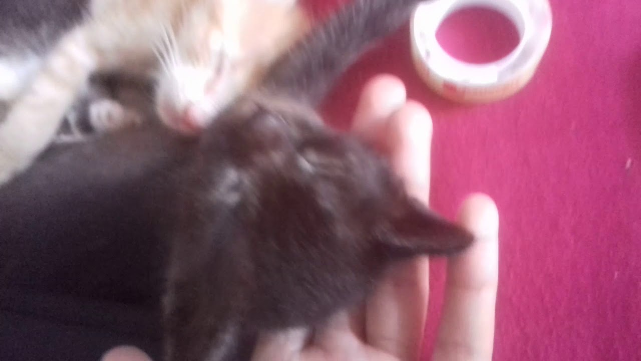 Video album kucing siti zahidah part 4 - YouTube