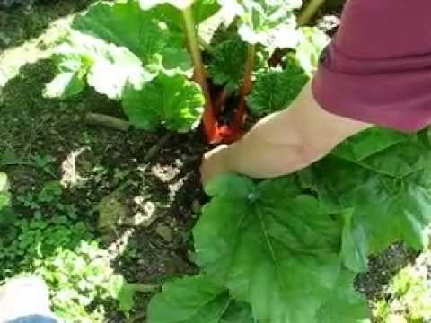 How To Harvest Rhubarb - YouTube