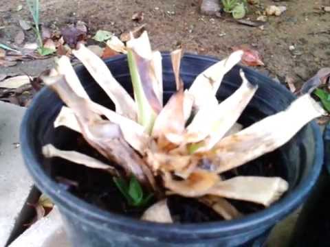 Amazing Dead Pineapple Plant - WOW !!! - YouTube