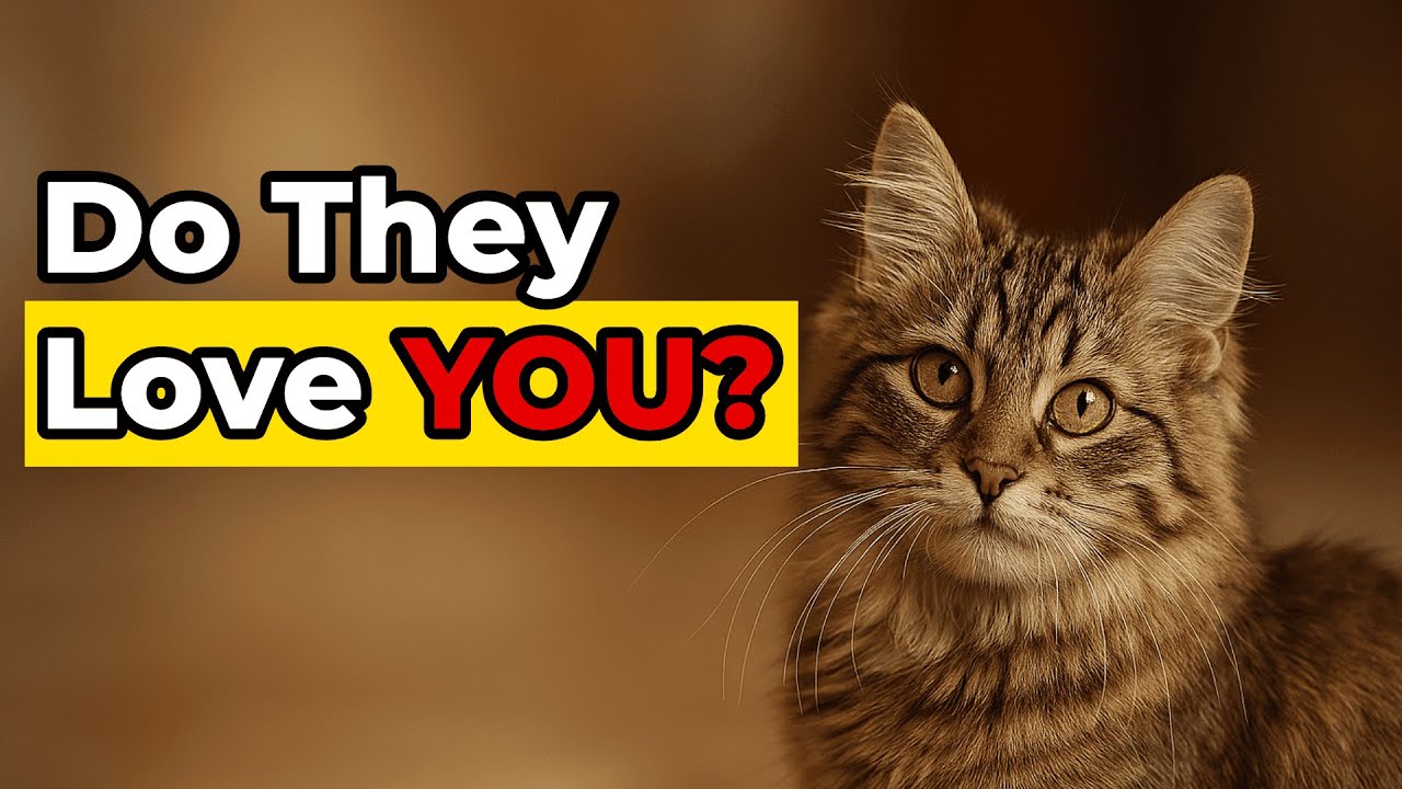 How Cats Choose Their Favourite Human... - YouTube