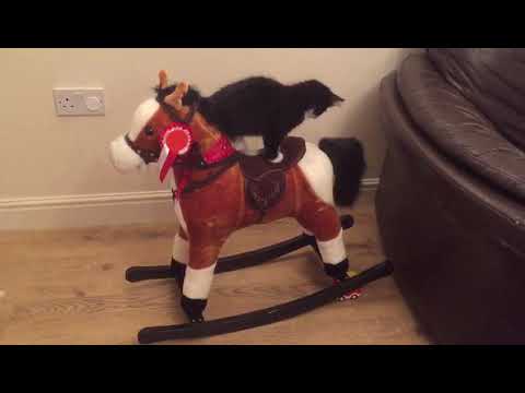 Cat Riding A Horse - YouTube