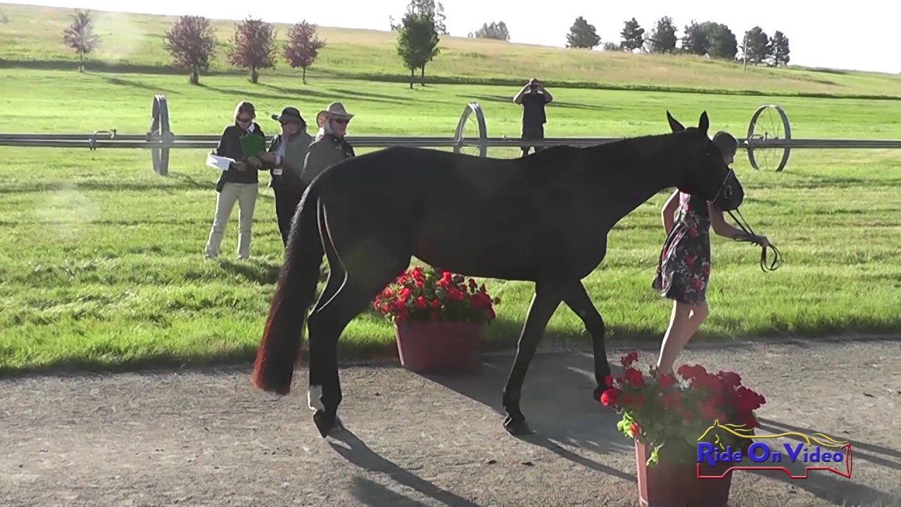 253J2 Amaya Davis on Evening Attire Training 3-Day FEI Jog 2 Rebecca ...