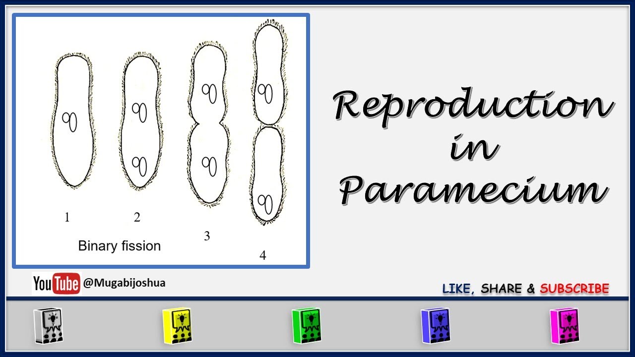 Reproduction In Paramecium - YouTube