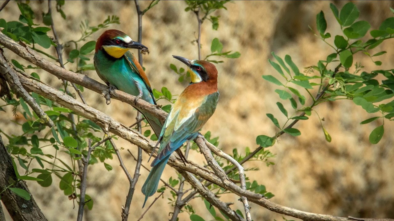 The sound of a golden bee-eater in the wild - YouTube