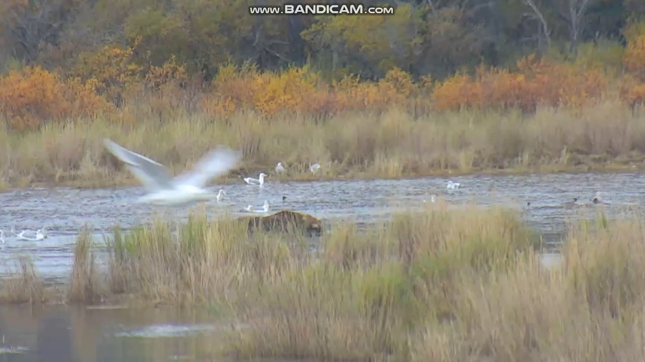 Bear 480 Otis LR Brooks Falls Katmai Alaska 2018 10 03 - YouTube