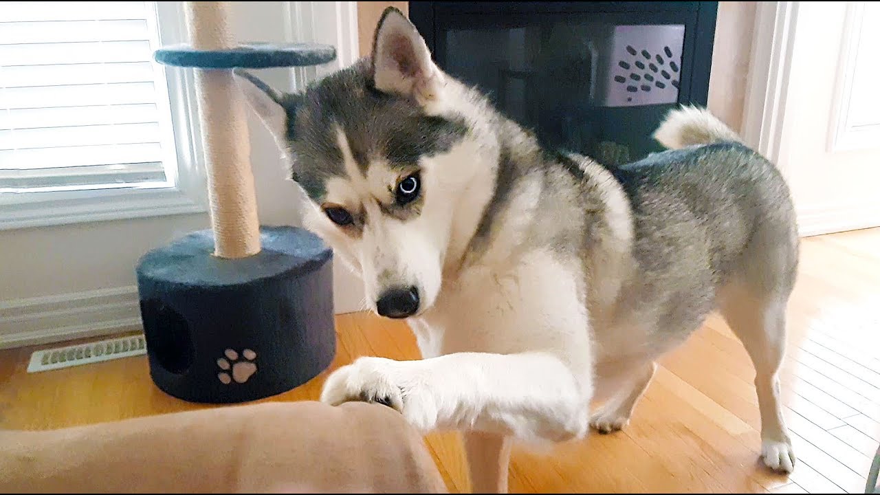 Talking with my Husky - YouTube