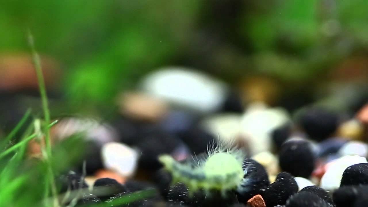 Aquatic caterpillar - YouTube