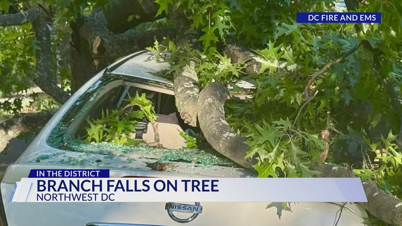 PHOTOS: ‘Large’ tree branch in DC falls on car with 1 adult, 3 kids ...