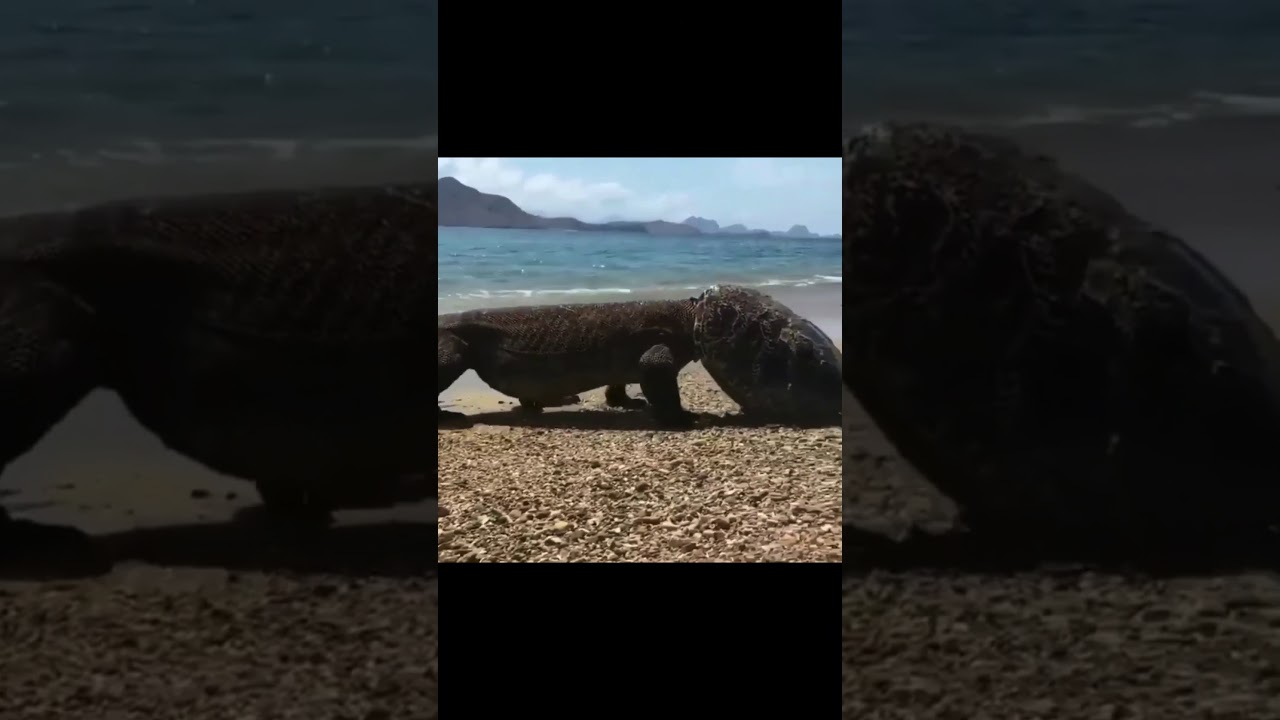 MAHLUK ANEH || THE THINGS ON VIDEO - YouTube