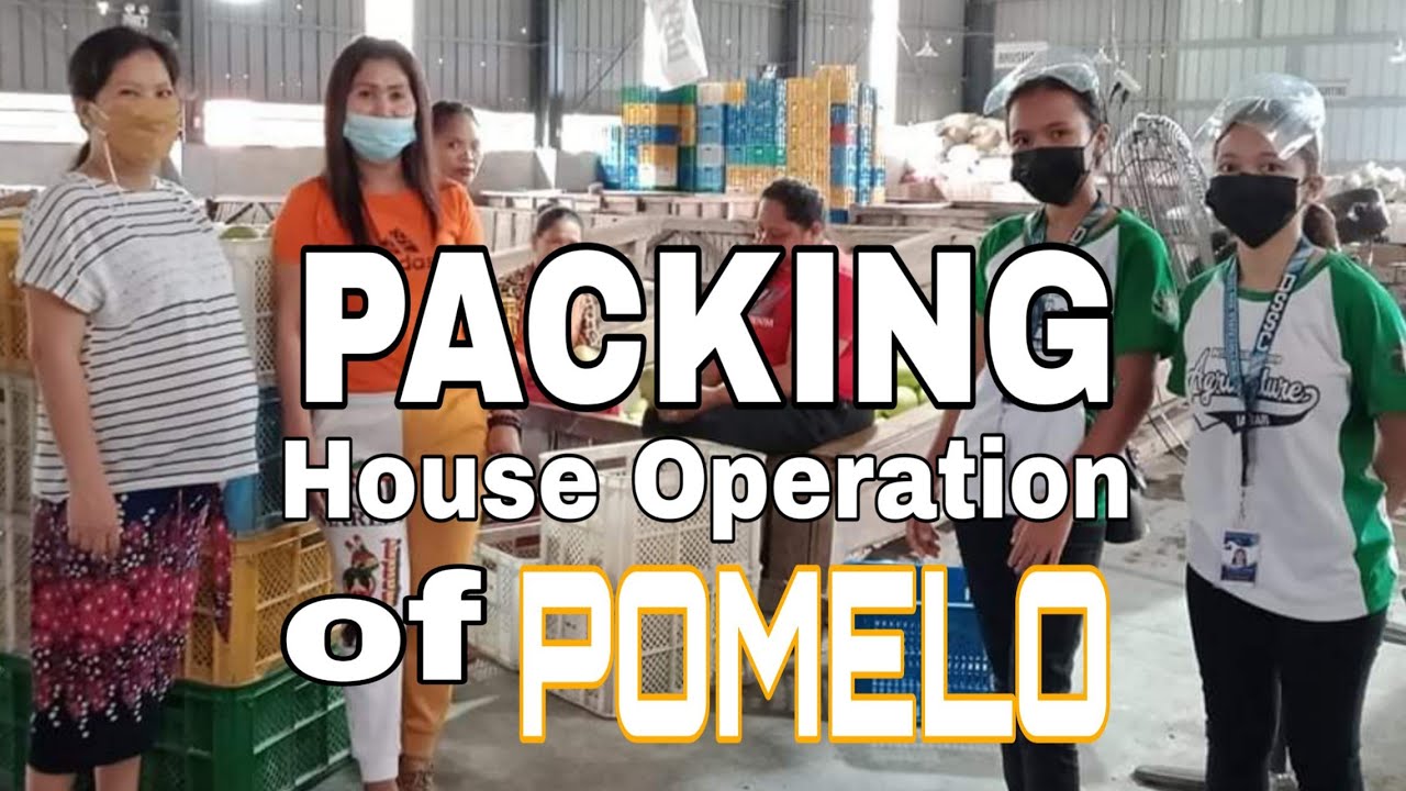 PACKING HOUSE OPERATION OF POMELO| MiaCornelsVlog - YouTube