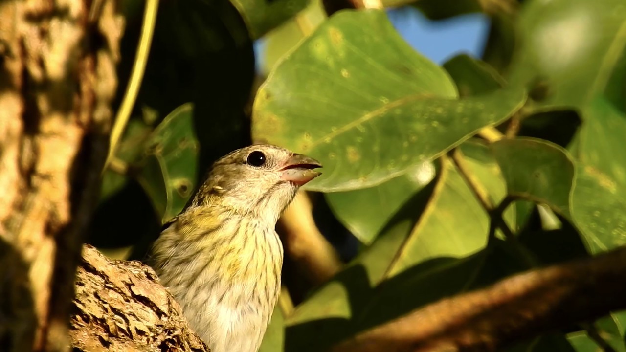 CANÁRIO-DA-TERRA (SICALIS FLAVEOLA), SAFFRON FINCH, AVE CANORA, Livre ...