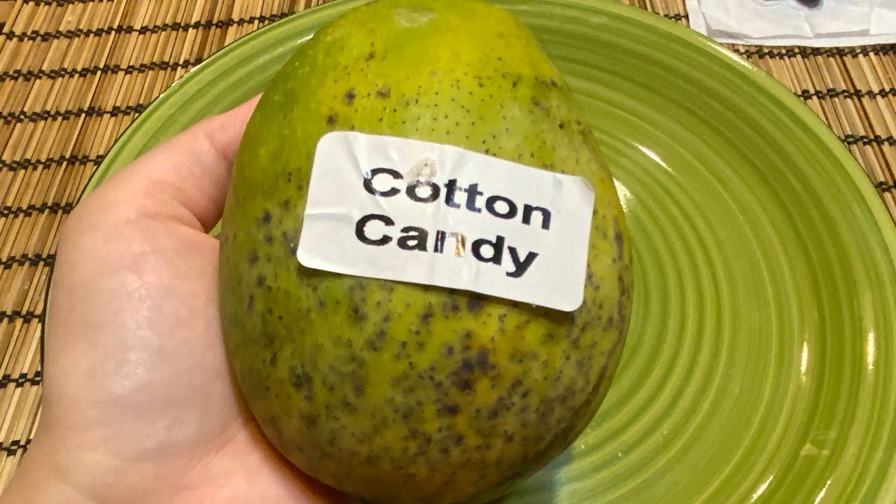 Cotton Candy mango taste review. Highly recommended mango - YouTube
