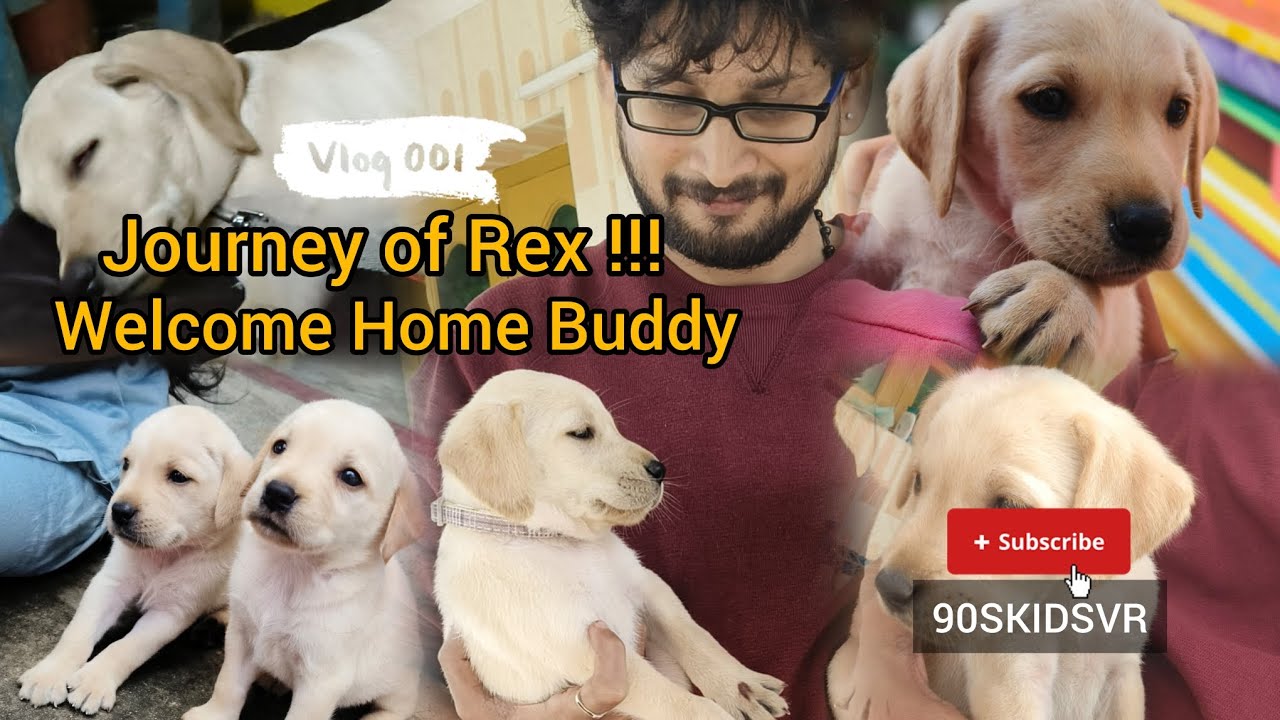 Journey of Rex | Vlog 001! #pets #labrador #shortsfeed #doglover - YouTube