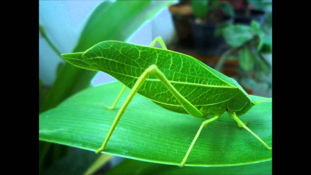 Phylliidae - YouTube