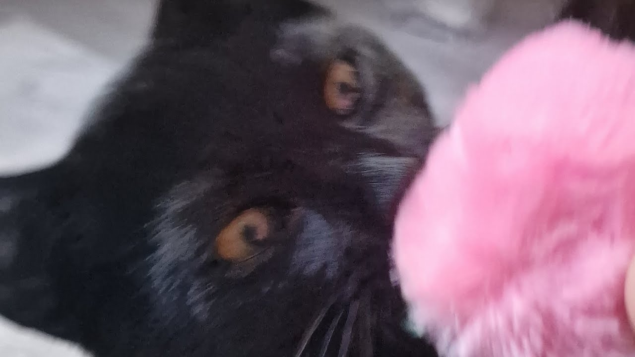 Cat plays with fluff ball - YouTube