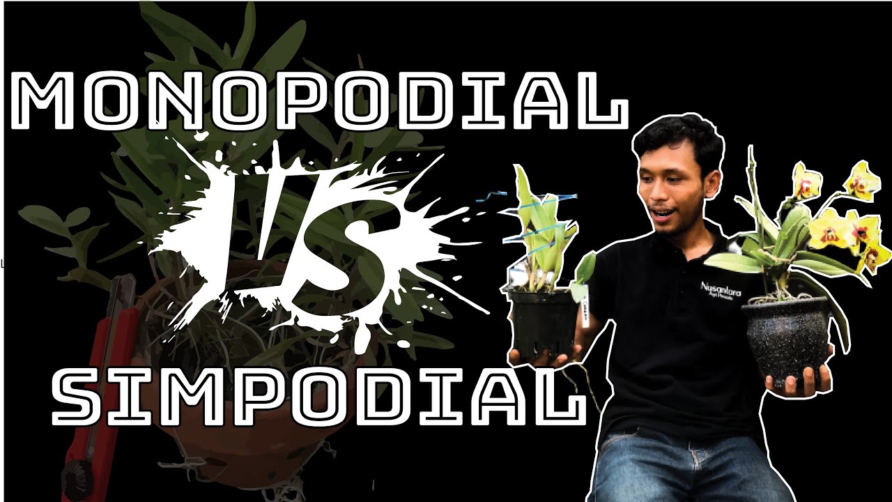 WAJIB TAHU !! Tipe Pertumbuhan Tanaman Anggrek ! Monopodial Simpodial ...